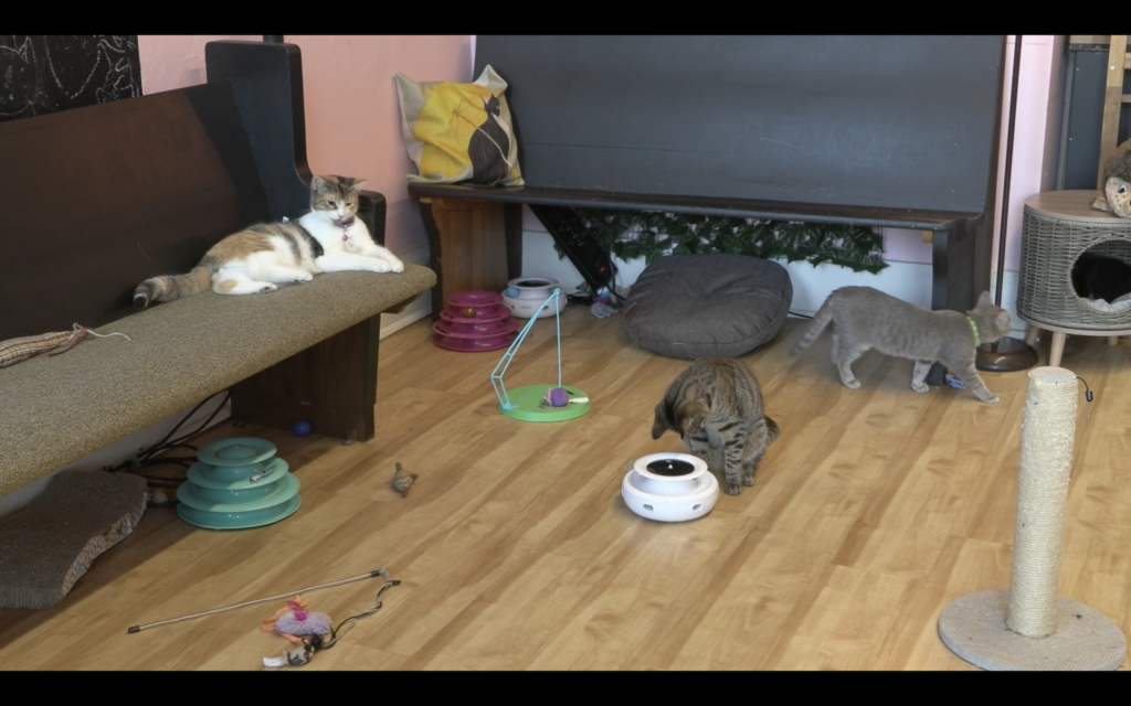 Luna Cat Cafe brings Japanese hobby to CNY - NCC News